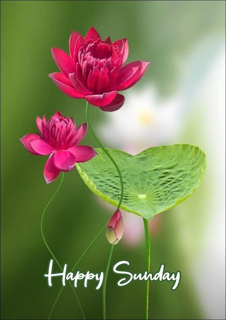 Beautiful Happy Sunday Images, Photos, Pictures & Pics - Photos Baba
